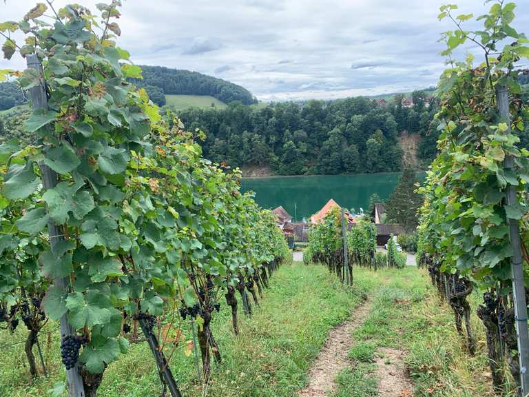 View of the Rhine from the Panoramaweg - Cycle Routes and Map | Komoot