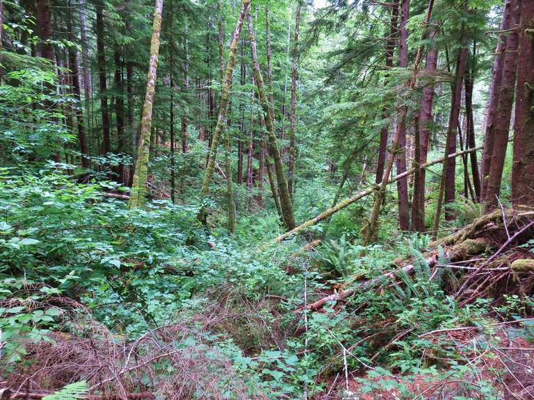 Clatsop State Forest: Mountainbike-Touren und -Trails | komoot