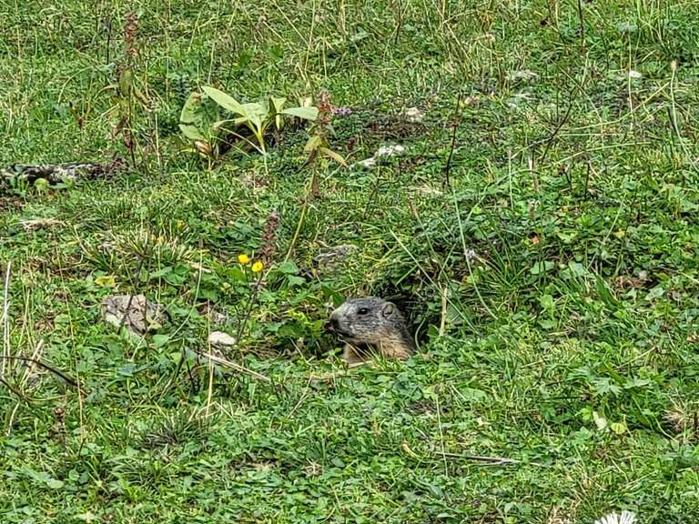 Marmots in front of the Käsealpe - Mountain Bike Trails & Tracks | Komoot