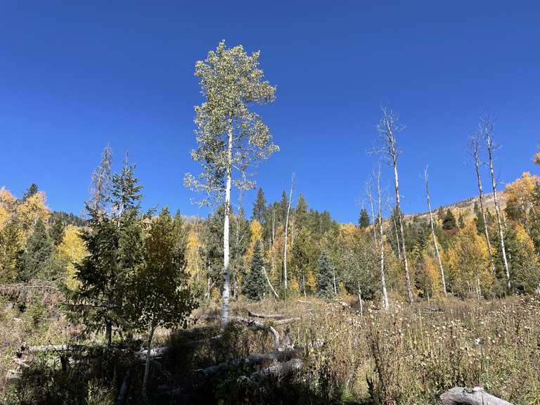 Uinta-Wasatch-Cache National Forest - Itinéraires de rando et marche ...