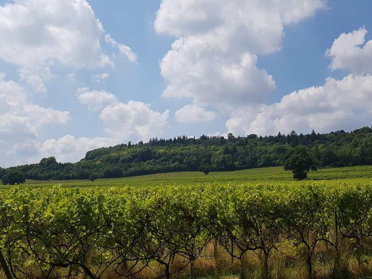 Denbies Wine Estate - Cycle Routes and Map | Komoot