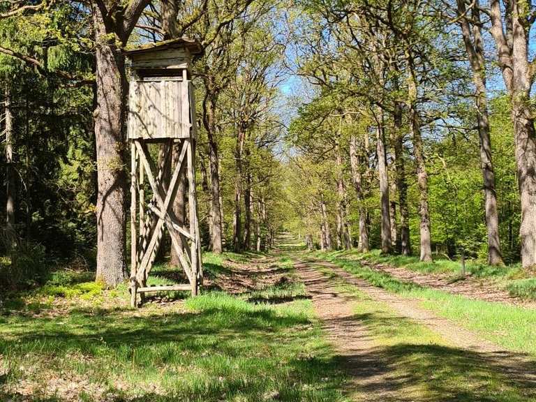 Mirando por encima del hombro del guarda forestal - Naturpark Südheide ...