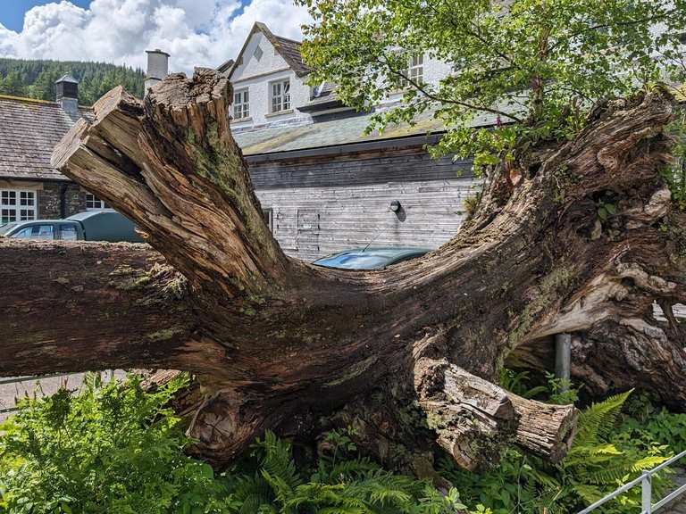 Steg – Grizedale Tarn Runde von Satterthwaite | Wanderung | Komoot