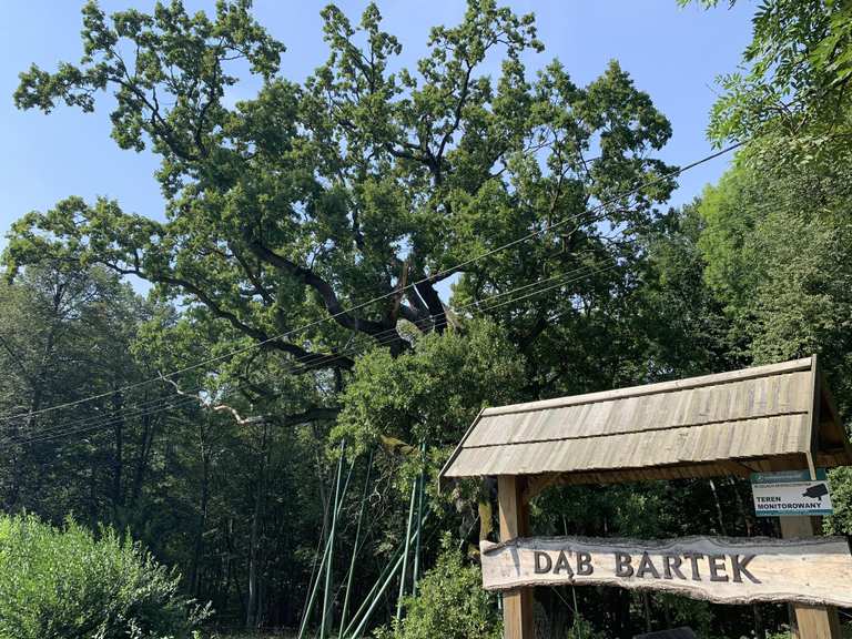 Bartek Oak Routes for Walking and Hiking | Komoot