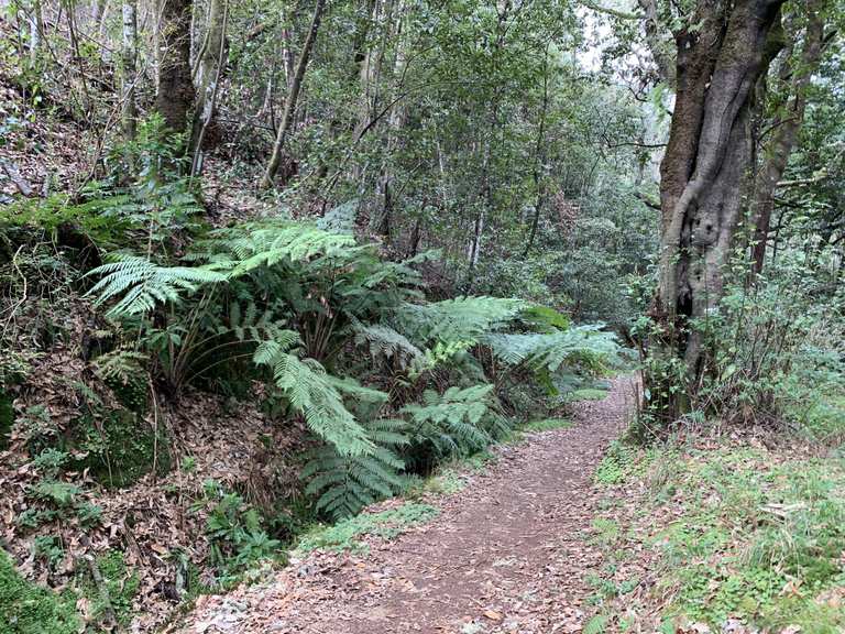 Levada da Serra do Faial à partir de Funchal - circuit sur l'île de ...