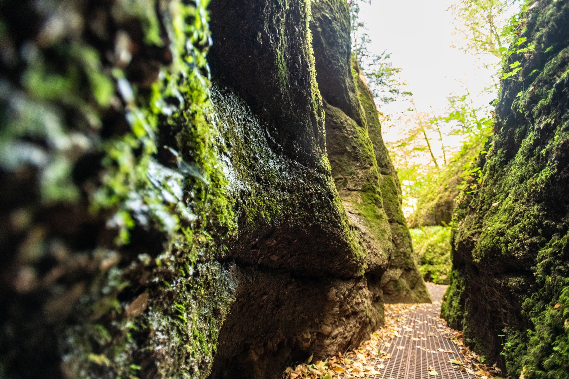 The Rennsteig — Thuringia's most beautiful hiking route | Hiking ...