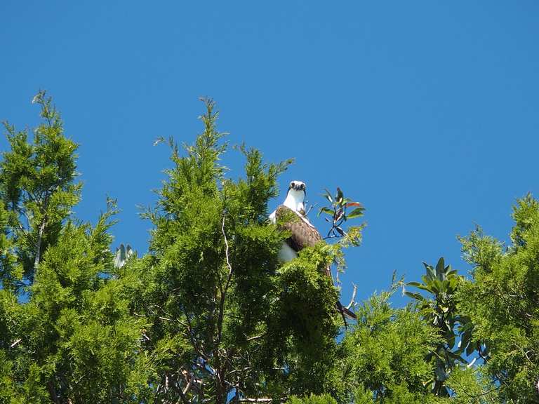 Hog Ponds Trail Cycle Routes and Map | Komoot