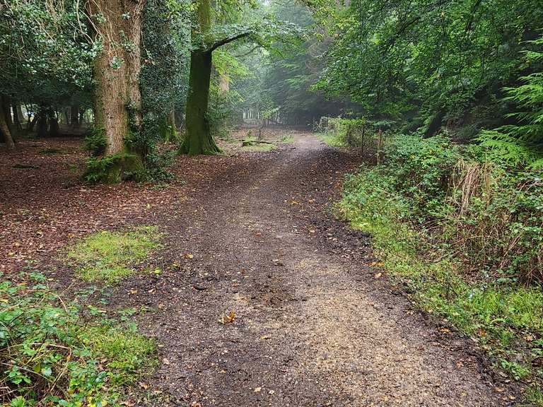 Hidden Forest Path in New Forest National Park - Mountain Bike Trails ...