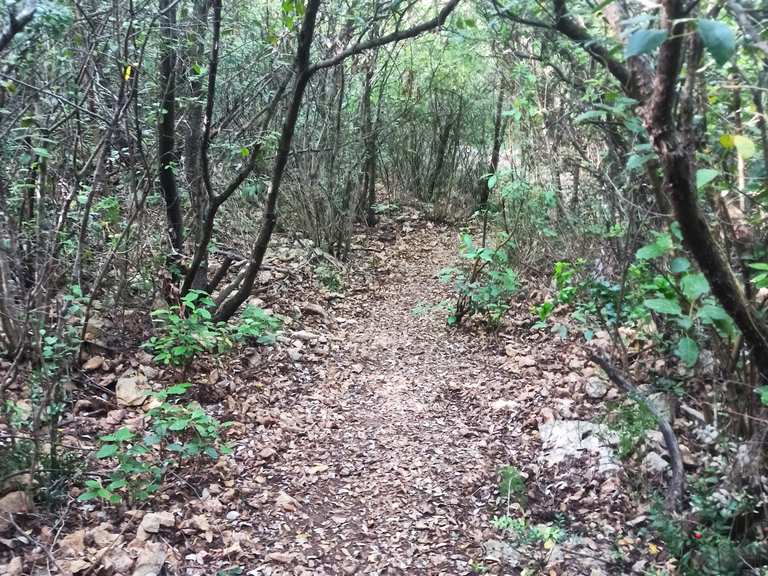 A cool, friendly single - Mountain Bike Trails & Tracks | Komoot