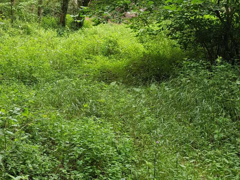 Rambach crossing - Mountain Bike Trails & Tracks | Komoot