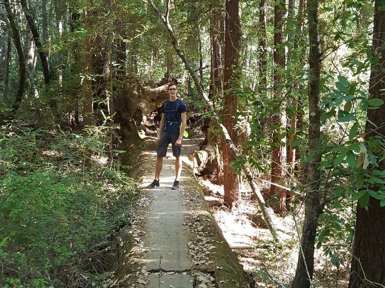 Creeping Forest to Dool Trail loop — Big Basin Redwoods State Park ...