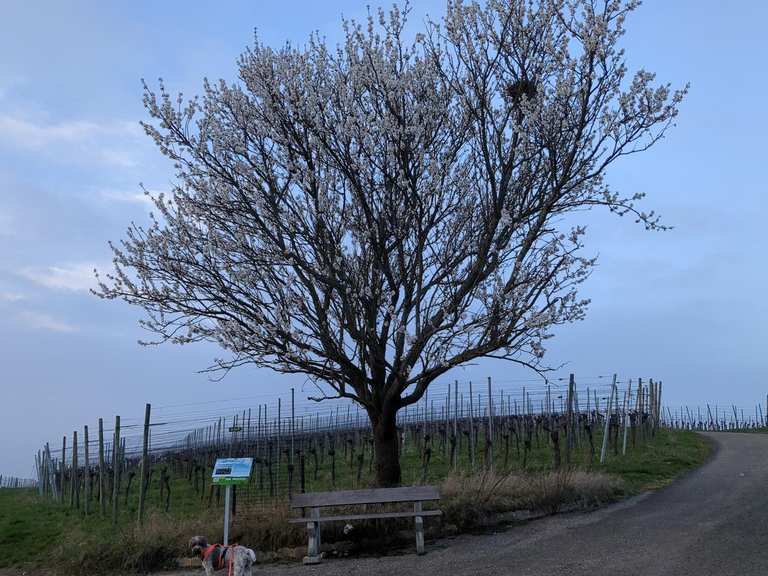 Panoramablick auf die Weinberge – Batzenberg: Wanderungen und Rundwege ...