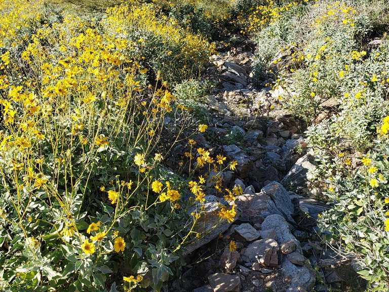 Shadow Mountain Loop Trail | hike | Komoot