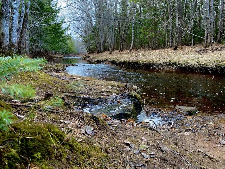 Dobson Trail: Pine Glen Road to Osborne Corner Road — Riverview | hike | Komoot