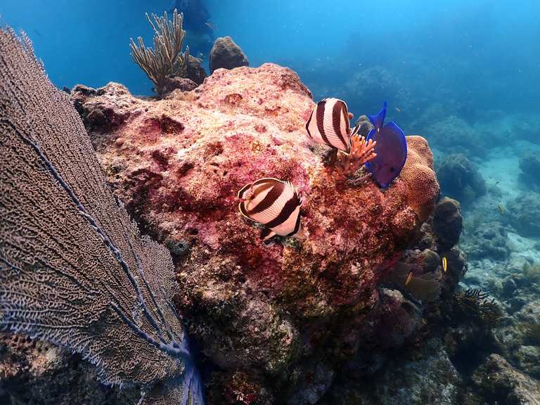 Looe Key Reef Resort & Dive Center: Wanderungen und Rundwege | komoot