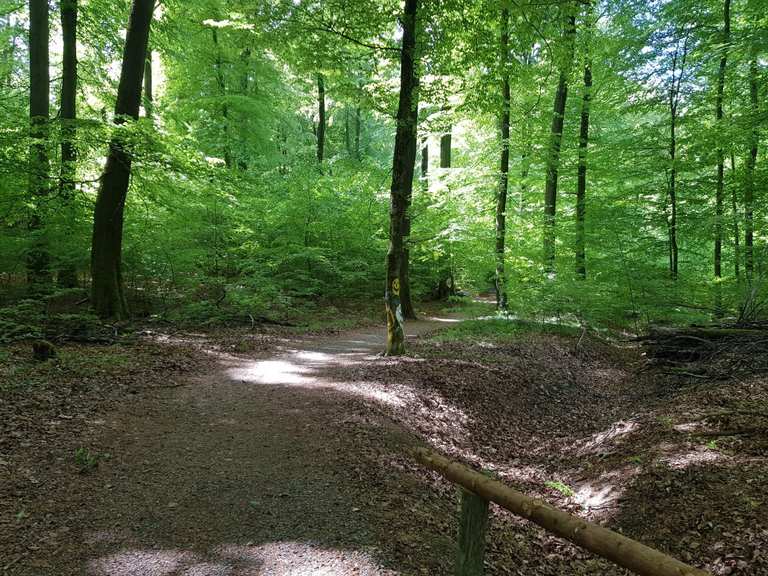 Naturerlebnis Wald in Marsberg-Meerhof | Wanderung | Komoot