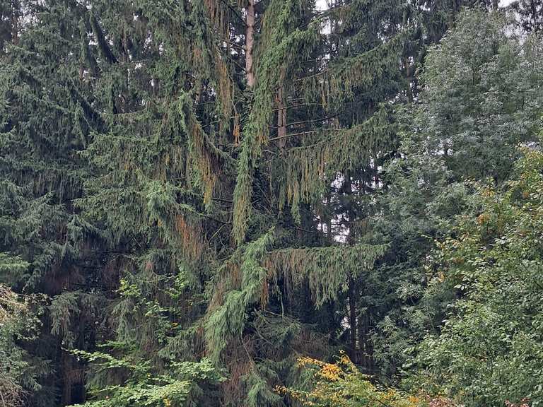 Dürrenbach – Wanderungen & Anfahrt | Komoot