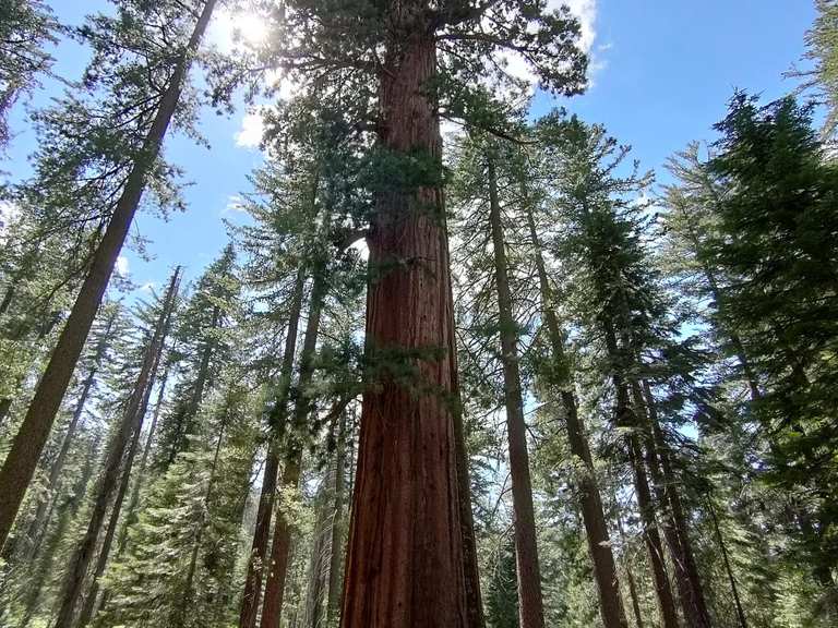 Tuolumne Grove of Giant Sequoias to O'Shaughnessy Dam via Hetch Hetchy ...