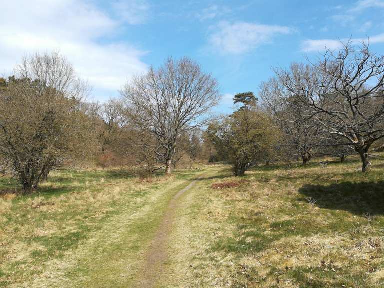 Vester Kejlstrup Plantage: Wanderungen und Rundwege | komoot
