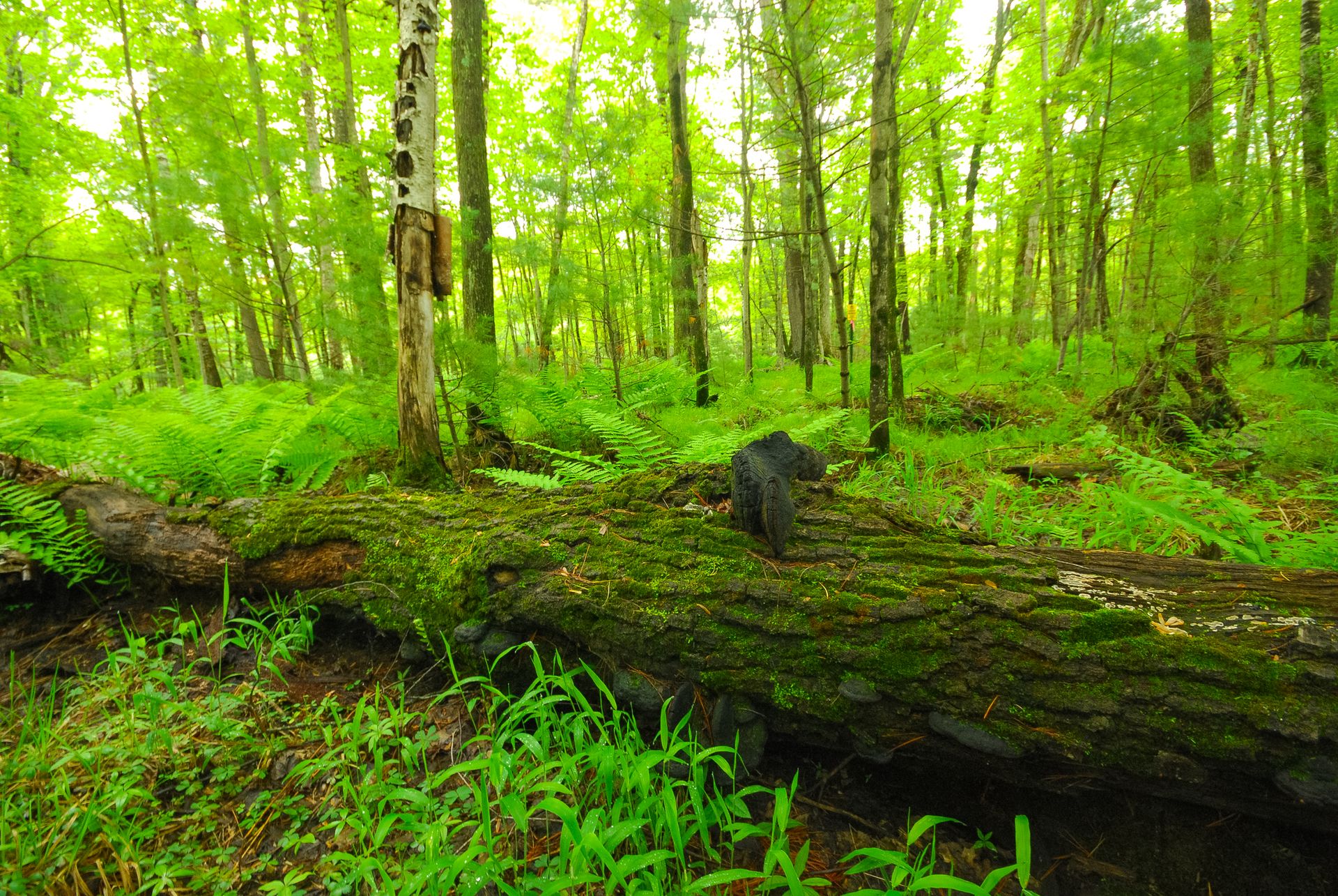 The Knobstone Trail — Walking Indiana’s wild side | Hiking Collection ...