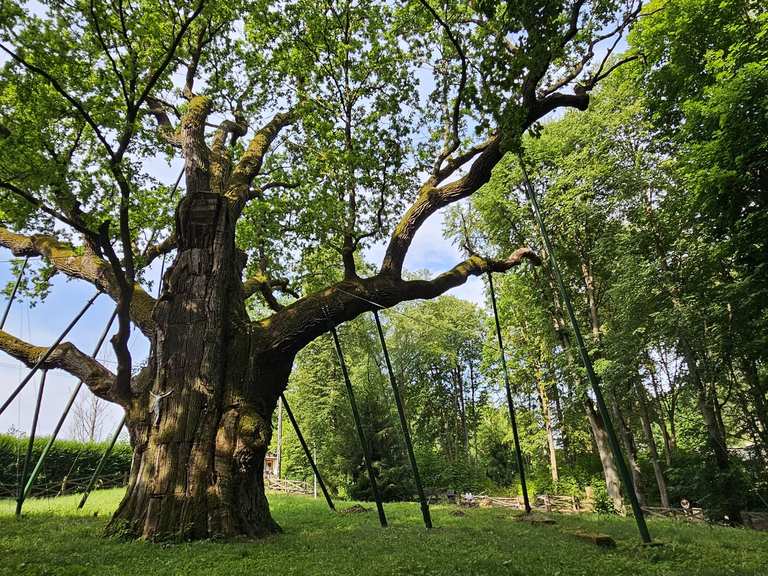 Bartek Oak Routes for Walking and Hiking | Komoot