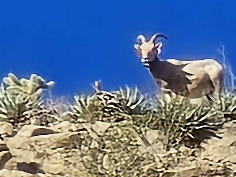 Carrizo Canyon Trail - Itinéraires de rando et marche | Komoot