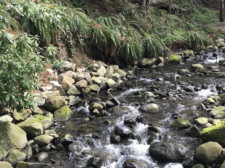 Mahon Park Trails loop — North Vancouver | randonnée pédestre | Komoot