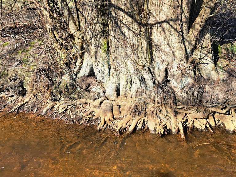 Picnic area on the Wümme River Routes for Walking and Hiking | Komoot