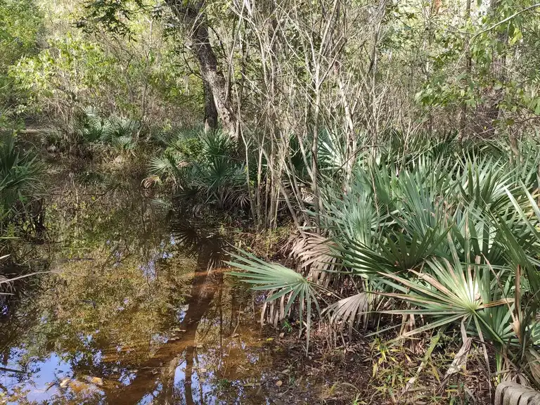 Cypresswood Trail loop — Collins Park | Mountainbike-Tour | Komoot