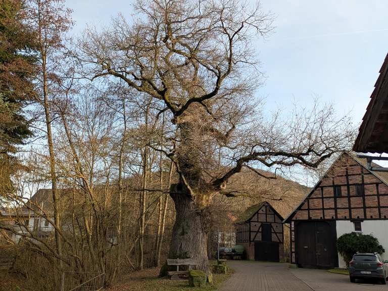 Very Massive Old Oak Routes for Walking and Hiking | Komoot