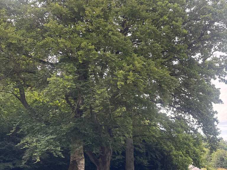 Naturdenkmal Stieleiche (Quercus robur) : Radtouren und Radwege | komoot
