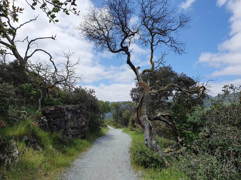Calero County Park loop via Lisa Killough Trail & Cottle Trail — Calero ...