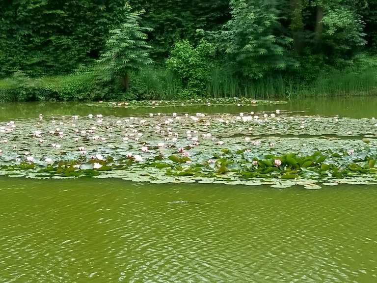 Étang avec des nénuphars - Itinéraires vélo et carte | Komoot