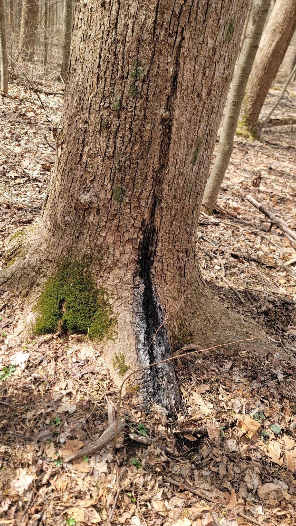 The Knobstone Trail — Walking Indiana’s wild side | Hiking Collection ...