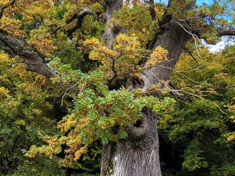Methuselah Tree - Mountain Bike Trails & Tracks | Komoot