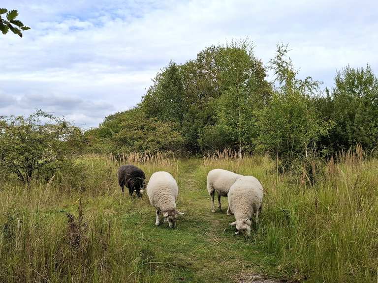Lamas am Tippen: Wanderungen und Rundwege | komoot