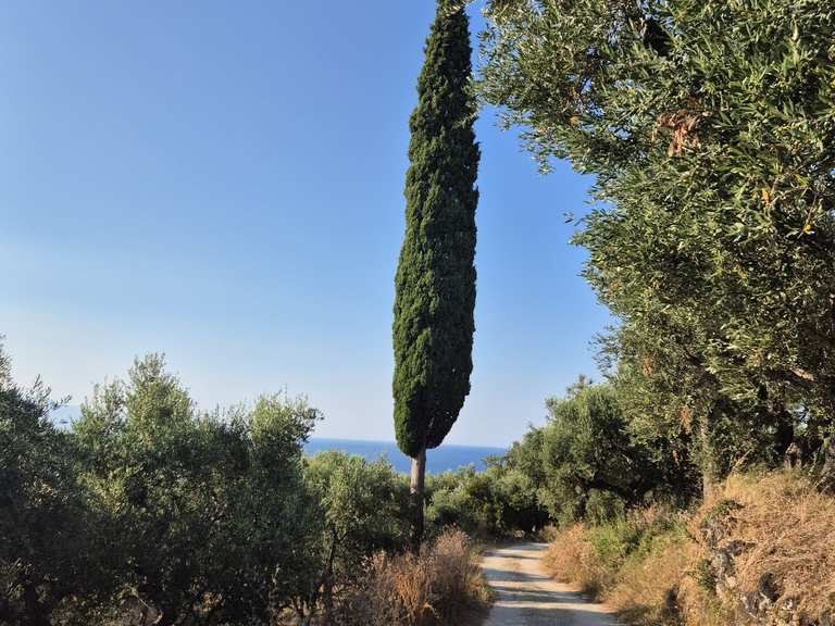 View of the Sea Through Olive and Cypress Trees Routes for Walking and ...