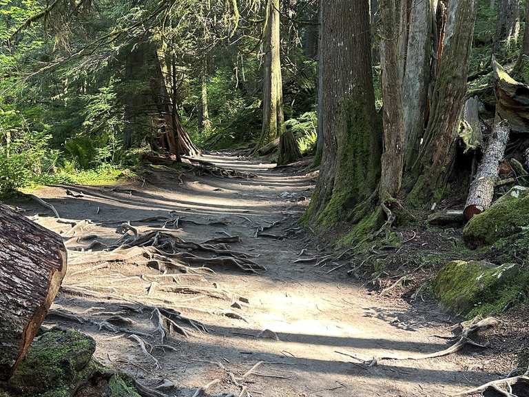 Baden-Powell Trail: tratto di Canyon Creek: percorsi escursionistici e ...