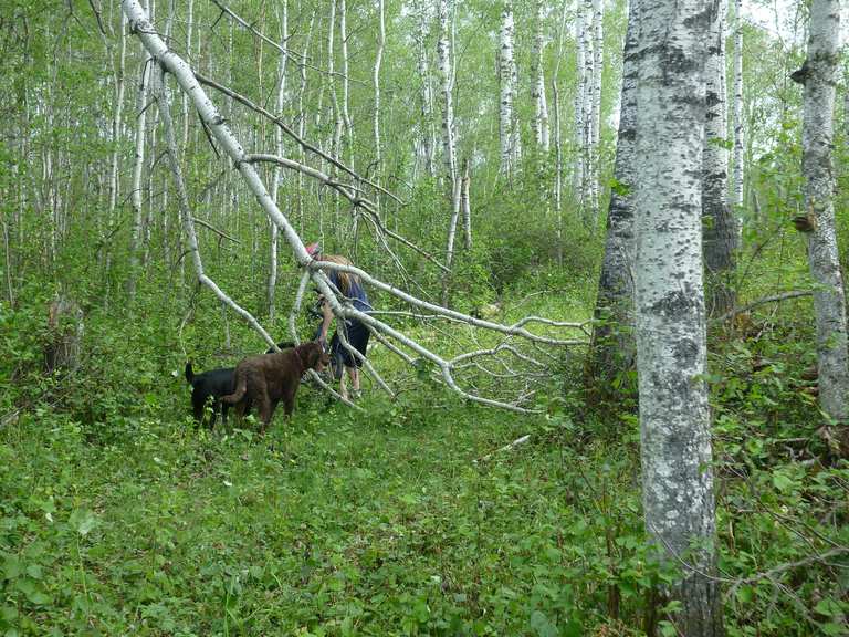 Valley View Trail loop — Great Blue Heron Provincial Park | wycieczka ...