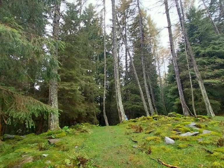 Wolf Trail: Animal Sculptures Routes for Walking and Hiking | Komoot