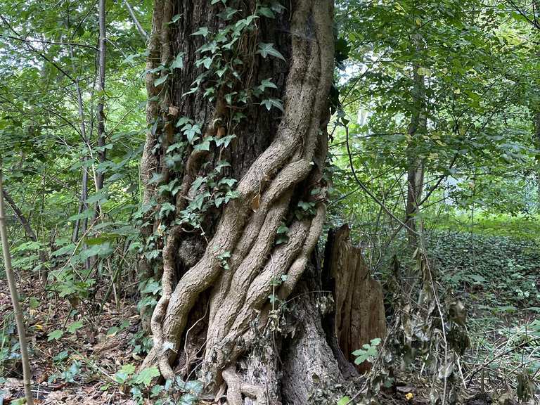 Ancient Trees with Thick Ivy Vines Routes for Walking and Hiking | Komoot