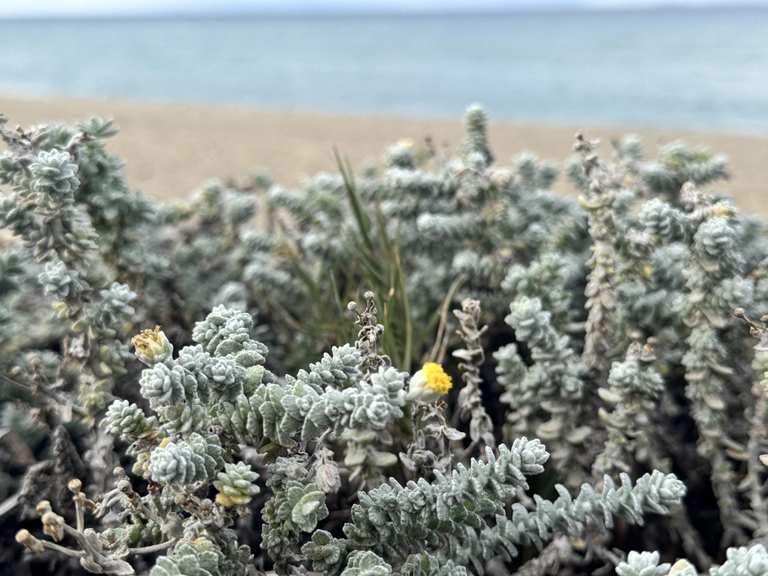 Amitis-Strand: Wanderungen und Rundwege | komoot