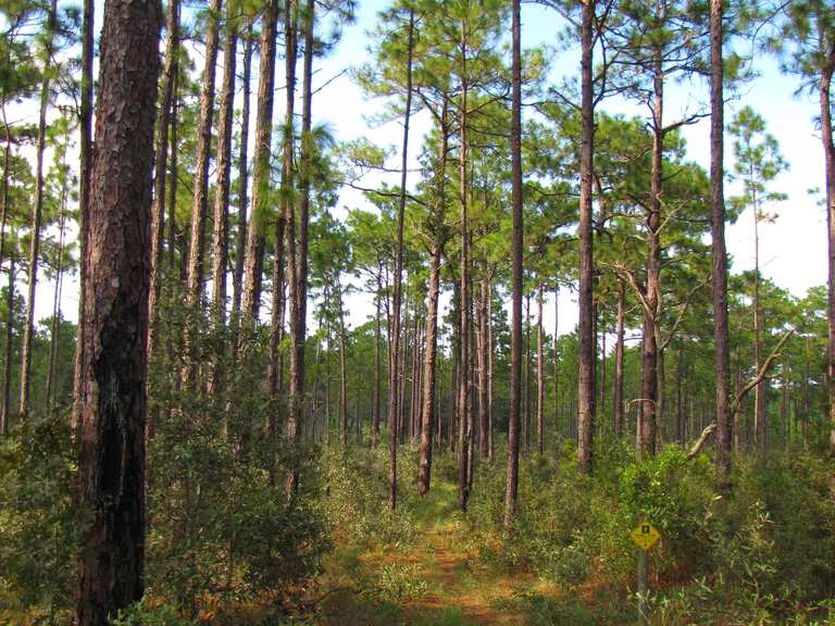 Citrus Wildlife Management Area loop — Withlacoochee State Forest ...