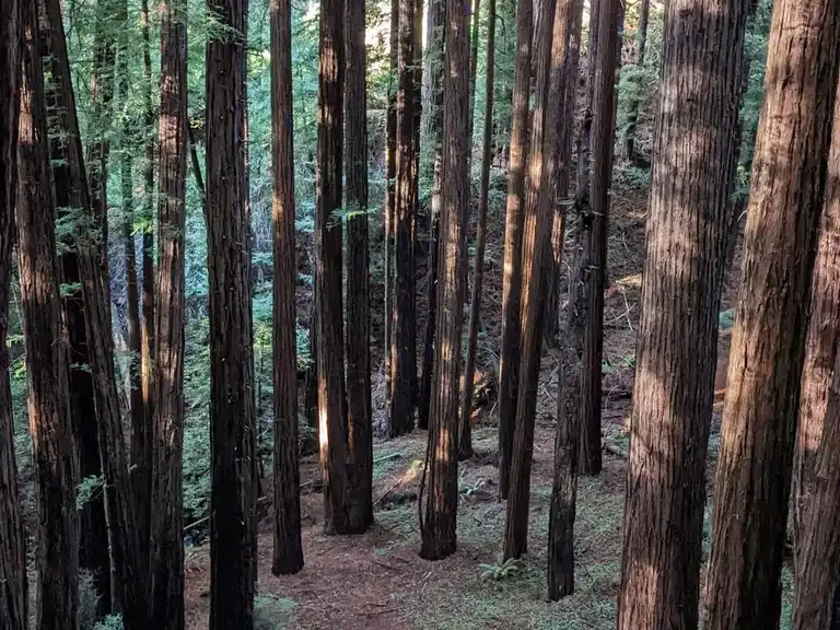 Muir Woods to Mount Tamalpais — Muir Woods National Monument ...