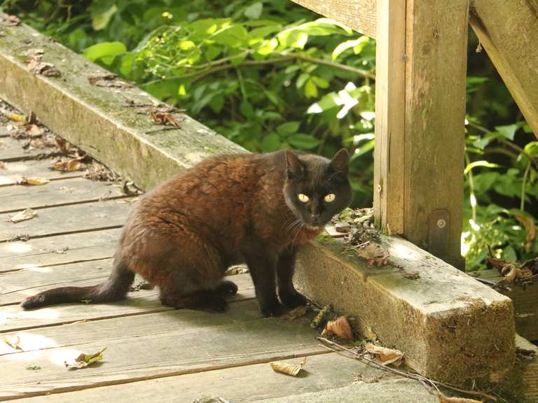 Castle Cat Routes for Walking and Hiking | Komoot