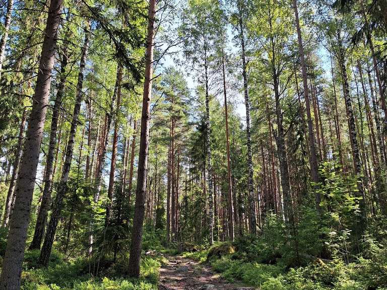 Sendero natural de Ruutana – Nokia | Caminata | Komoot