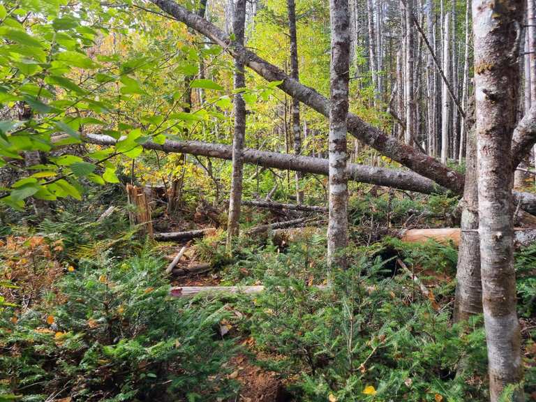 Humes River Falls Trail - Routes for Walking and Hiking | Komoot