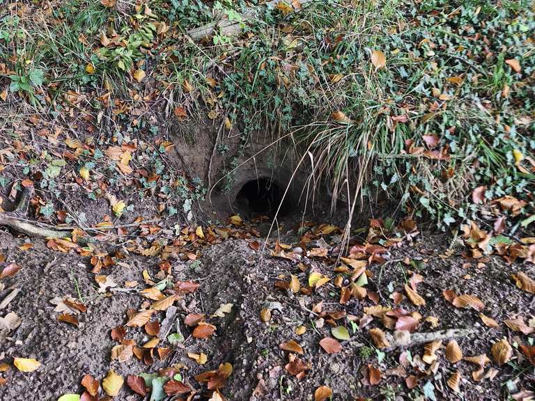 Fox den or badger sett Routes for Walking and Hiking | Komoot