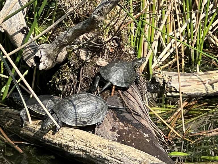 Turtle Habitat Routes for Walking and Hiking | Komoot
