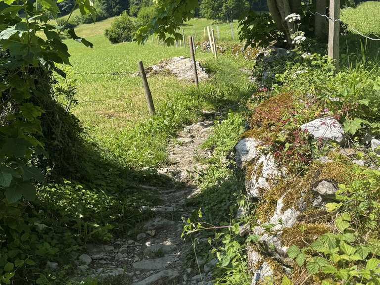Bocki Trail II Mountain Bike Trails & Tracks | Komoot
